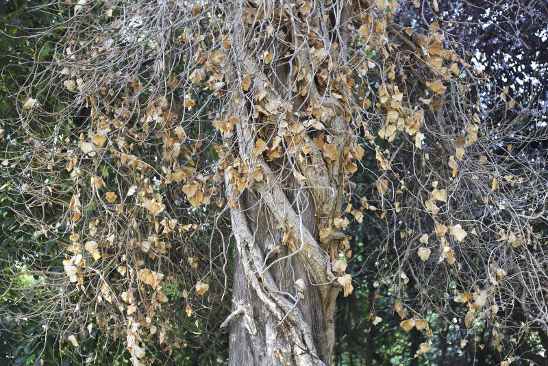 Old Sick Tree with Dried Leaves Against the Healthy Green Trees. Stock ...