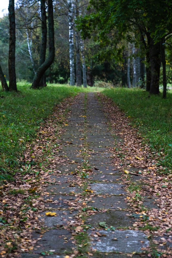 The Old Sidewalk Footpath is Overgrown with Grass and Covered with Dry ...