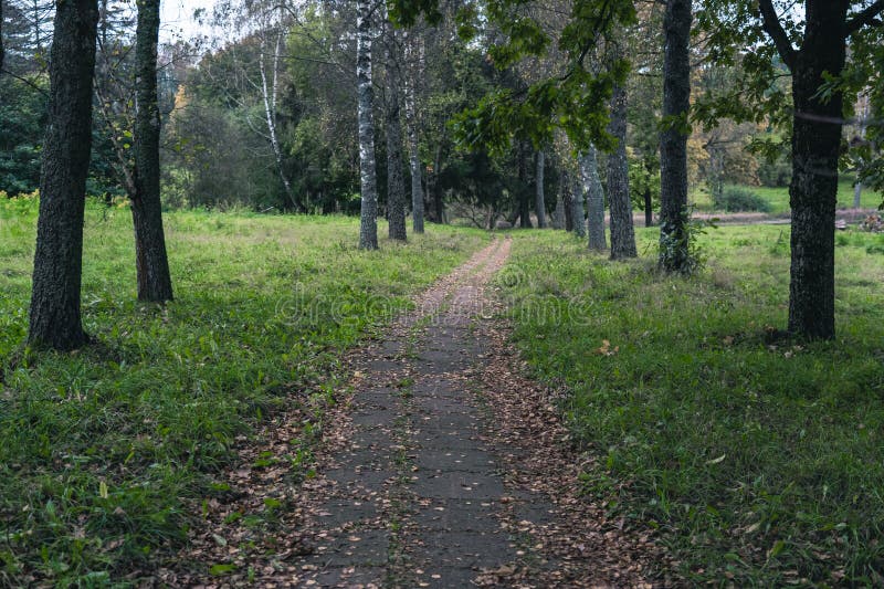 The Old Sidewalk Footpath is Overgrown with Grass and Covered with Dry ...