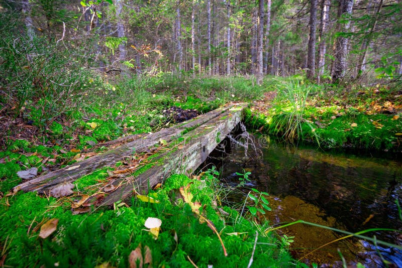 Old Simple Wooden Bridge Going Over a Creek in a Forest Stock Image ...