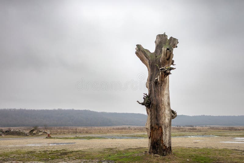 Old, Single Dead Tree Trunk on Open Field Stock Image - Image of forest ...