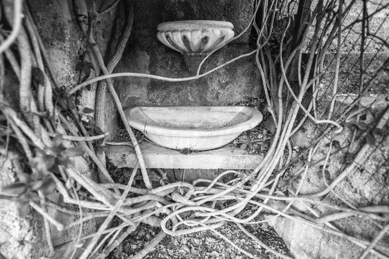 Old Sink with Tree Branches Stock Photo - Image of sink, water: 65092896