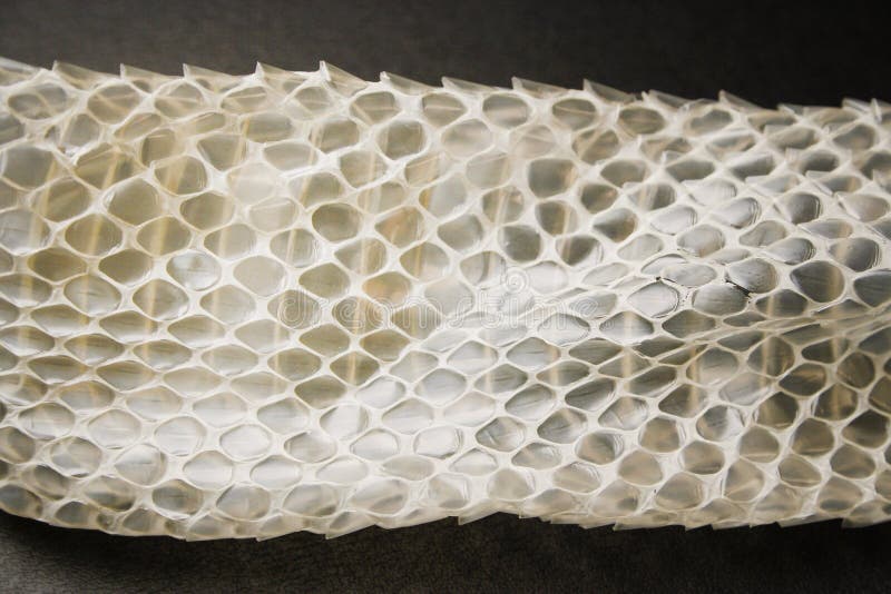 Snake Skinning Stock Photos - Free & Royalty-Free Stock Photos from ...