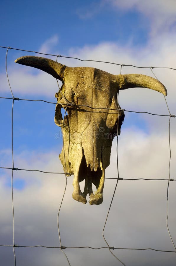 The old skull stock image. Image of skulls, skeletons - 28196181