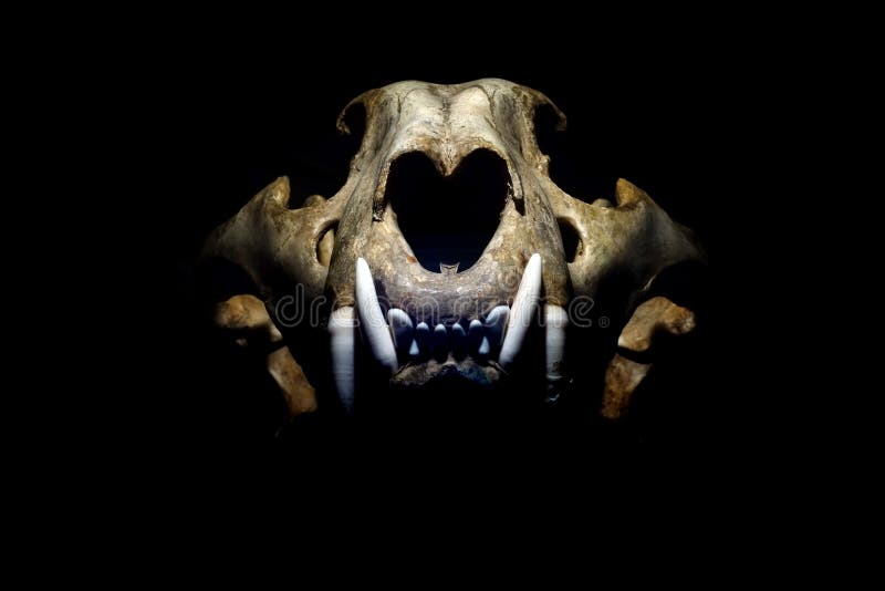 Tiger stock image. Image of darkness, head, teeth, skeleton - 102117653
