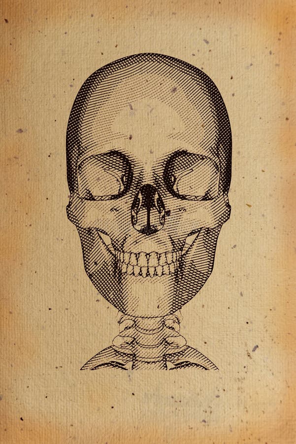Old skull illustration stock image. Image of drawing - 42272287