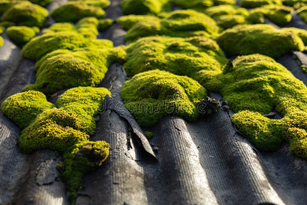 Old Slate Roof Covered with Moss. Sun Light Stock Image - Image of tile ...
