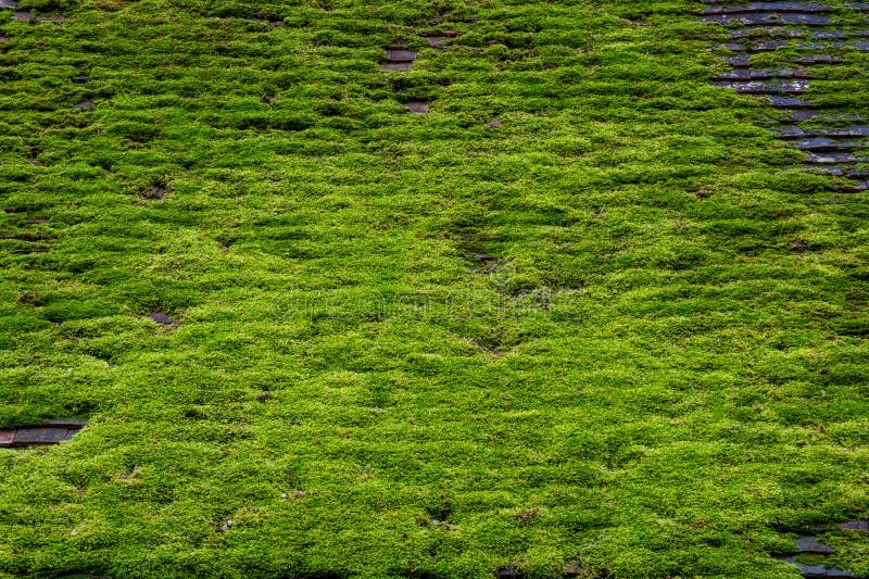 Old Slate Tiled Roof with Covering of Green Moss Stock Photo - Image of ...