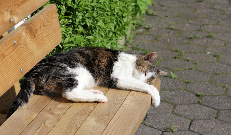 Sleeping Domestic Cat on the Garden Bench Stock Photo - Image of pretty ...