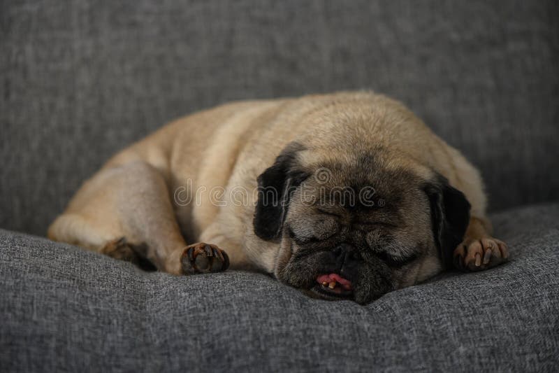 Old Sleeping Pug on Gray Sofa in Cozy Home Interior Stock Photo - Image ...