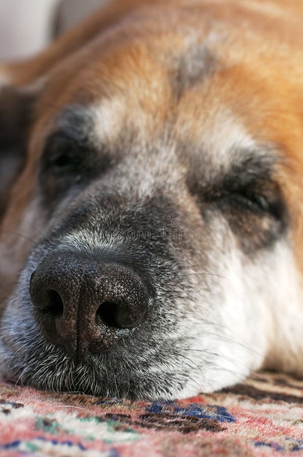 Old sleepy dog closeup stock image. Image of looking - 38327953