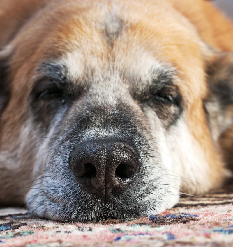 Old sleepy dog closeup stock photo. Image of beagle, cute - 38328394