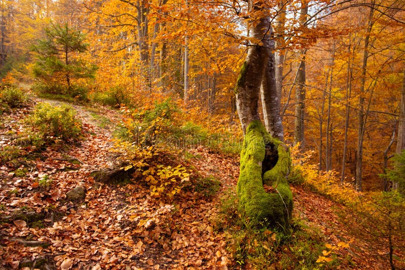 The Old Sloping Tree Covered with Moss on a Steep Slope Stock Photo ...