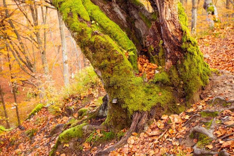 The Old Sloping Tree Covered with Moss on a Steep Slope Stock Image ...