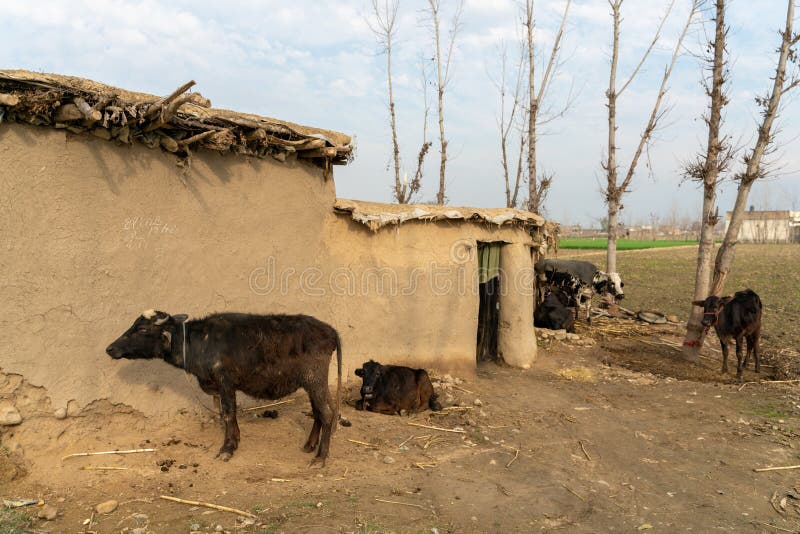 Old Small Barn with Cows Standing Near it Stock Image - Image of farm ...