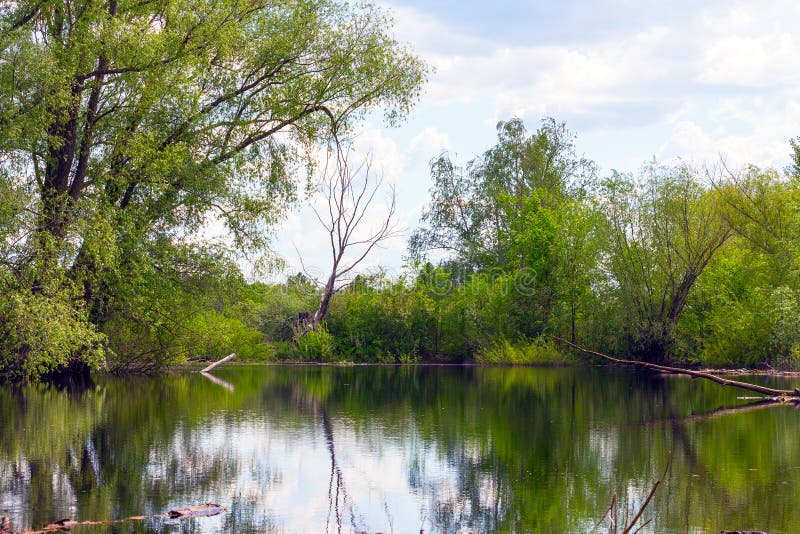 Old small pond stock image. Image of landscape, field - 93142619