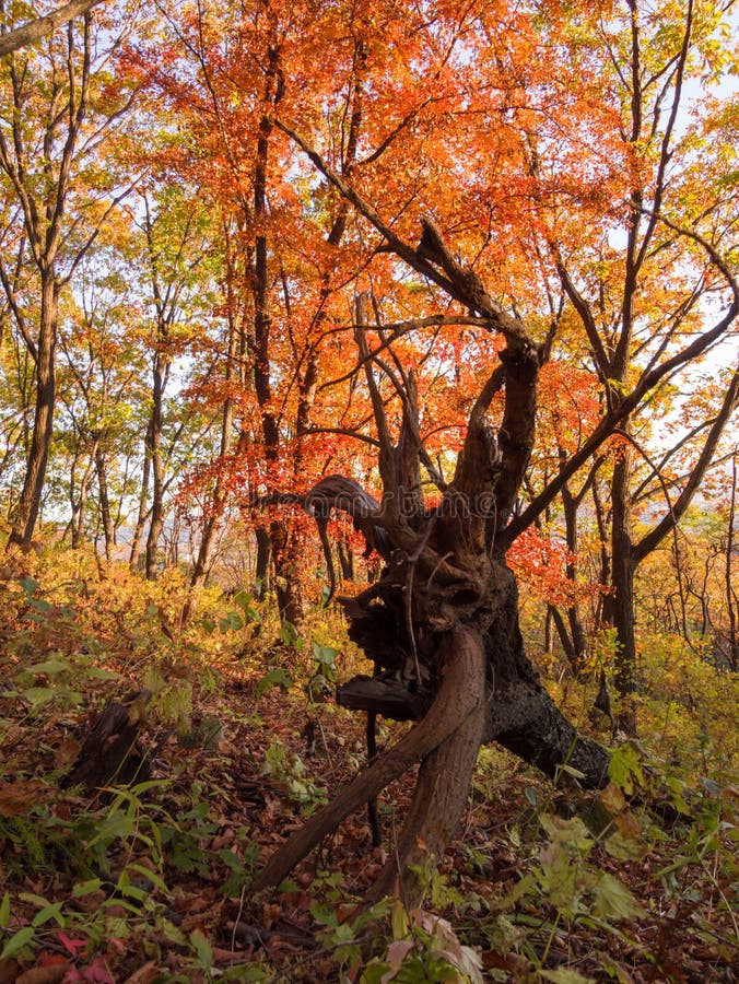 Old Snag among Autumn Forest Stock Image - Image of park, october ...