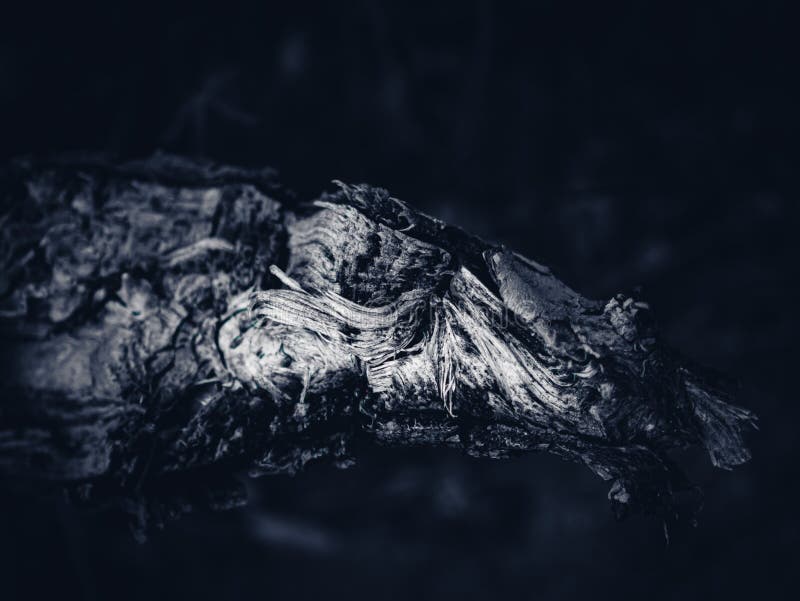 Old Snag. Broken Tree S Branch Stock Photo - Image of stump, bark ...