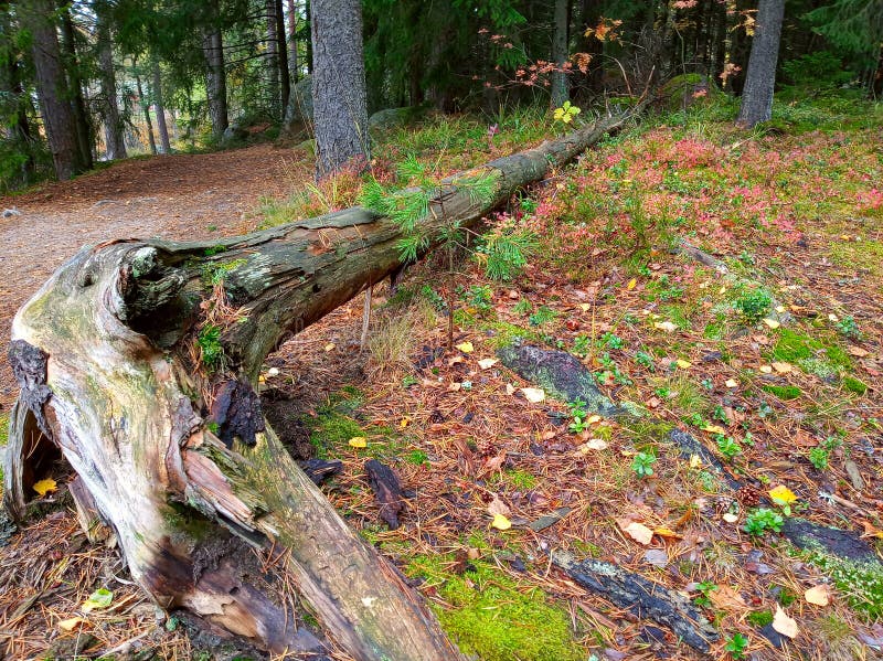 Old snag in a forest stock image. Image of forest, fall - 164827189