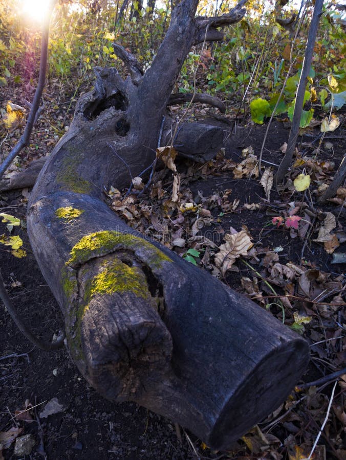 Old snag in a forest stock image. Image of forest, fall - 164827189