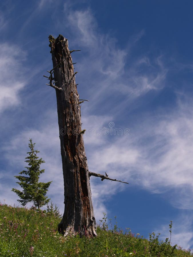 3,400 Dead Standing Tree Stock Photos - Free & Royalty-Free Stock ...