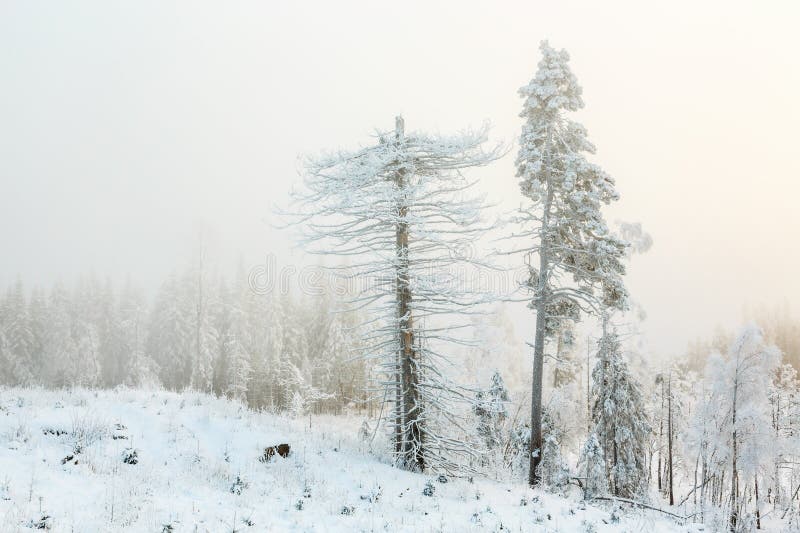 Old Snag Tree in a Frosty Winter Wonderland Stock Photo - Image of ...