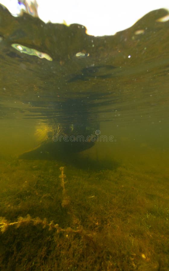 Old Snag Underwater World Summer Time Stock Image - Image of outdoor ...
