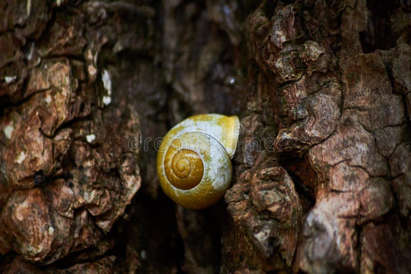 Old snail stock image. Image of waiting, texture, tree - 130002379