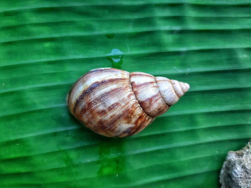 562 Banana Snail Stock Photos - Free & Royalty-Free Stock Photos from ...