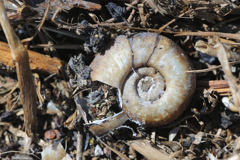 Old Snail Shell stock image. Image of fossil, evolution - 31013085