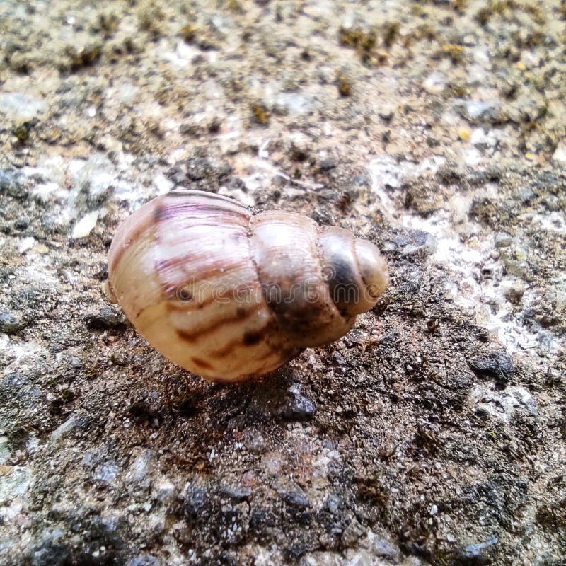 A Old Snail Shell on the Ground Stock Image - Image of small, arthropod ...