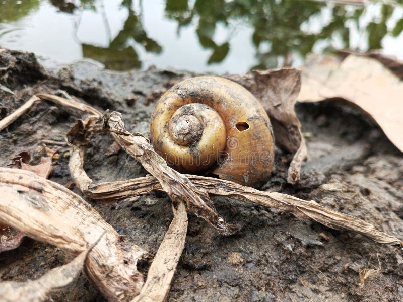 OLD SNAIL SHELL on MUD stock image. Image of small, animal - 347160357