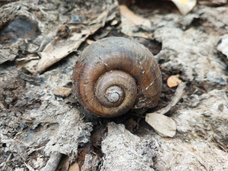 Old Snail Shells Left in the Mud Stock Photo - Image of left, insect ...
