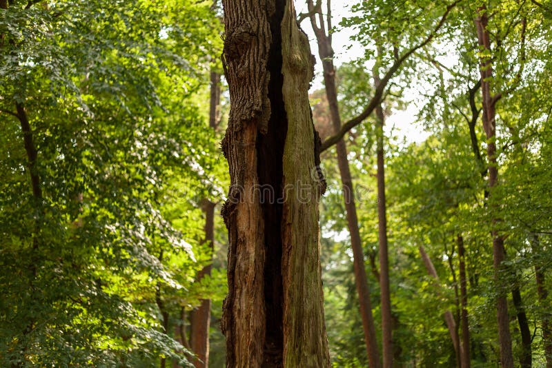 Old Snapped and Split Tree Log Still Standing Upright in Dutch F Stock ...