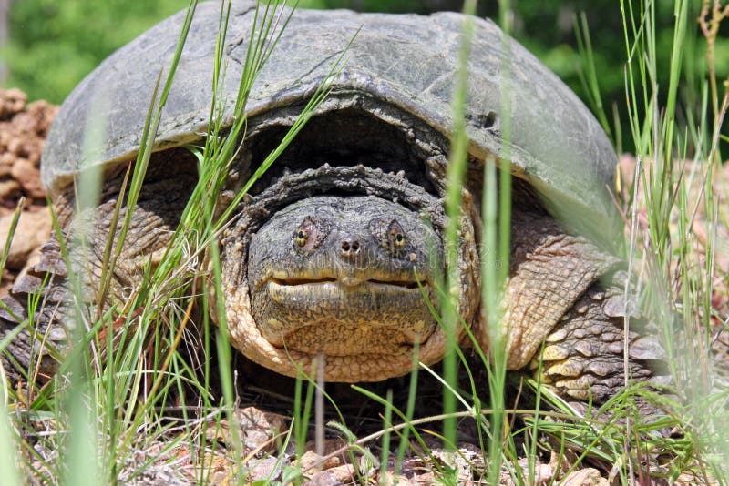 Old snapping turtle stock image. Image of freshwater, amphibian - 7159205