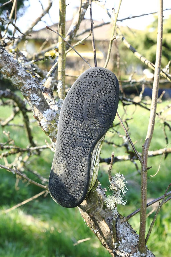 An Old Sneaker, Hanging in an Apple Tree, the Tree Has Covered the Shoe ...