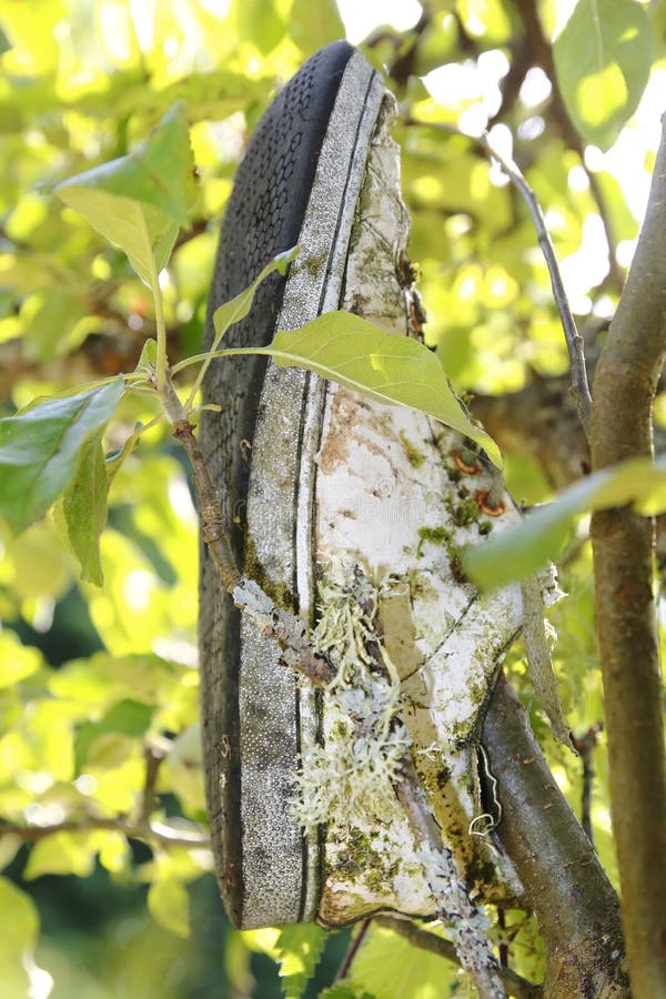 An Old Sneaker, Hanging in an Apple Tree, the Tree Has Covered the Shoe ...
