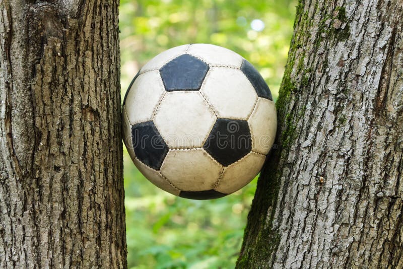 15,761 Ball Trees Photos - Free & Royalty-Free Stock Photos from Dreamstime