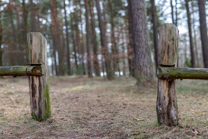 Old Solid Fence in the Forest. the Entrance Gate on a Forest Road Stock ...