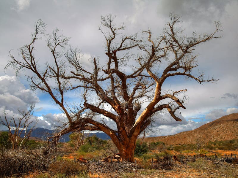 Old Soul stock image. Image of storm, lonesome, wood - 16735257