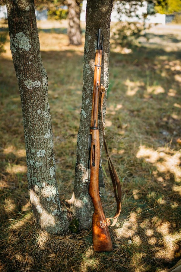 Old Soviet Rifle of World War II Leaning Against Trunk of Tree Stock ...