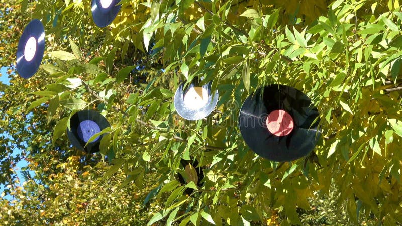 Old Soviet Vinyl Records are Hung on Tree Branches Stock Video - Video ...