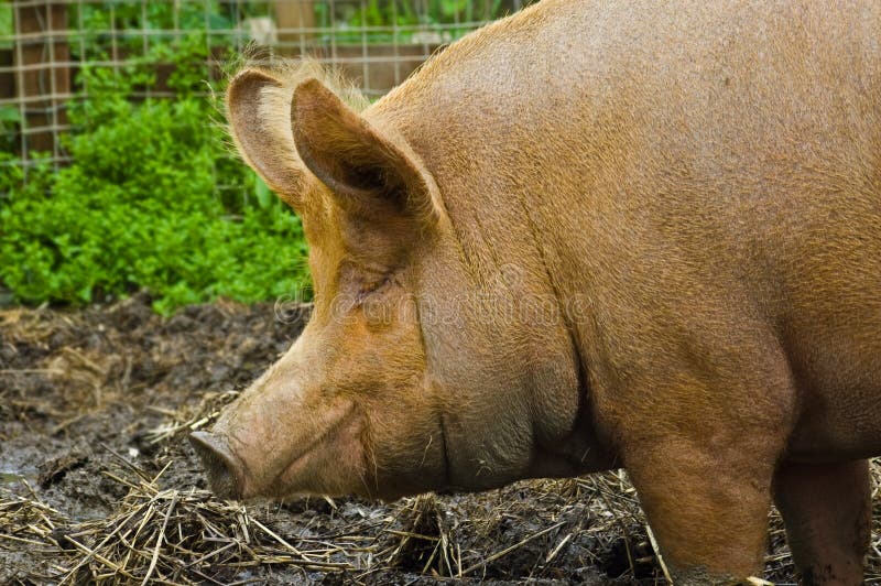 Old sow stock photo. Image of animal, pooh, farmland - 10953992