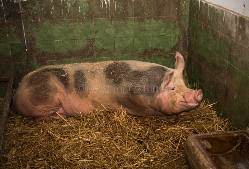 Old sow stock photo. Image of black, puddle, mother, meat - 51538206