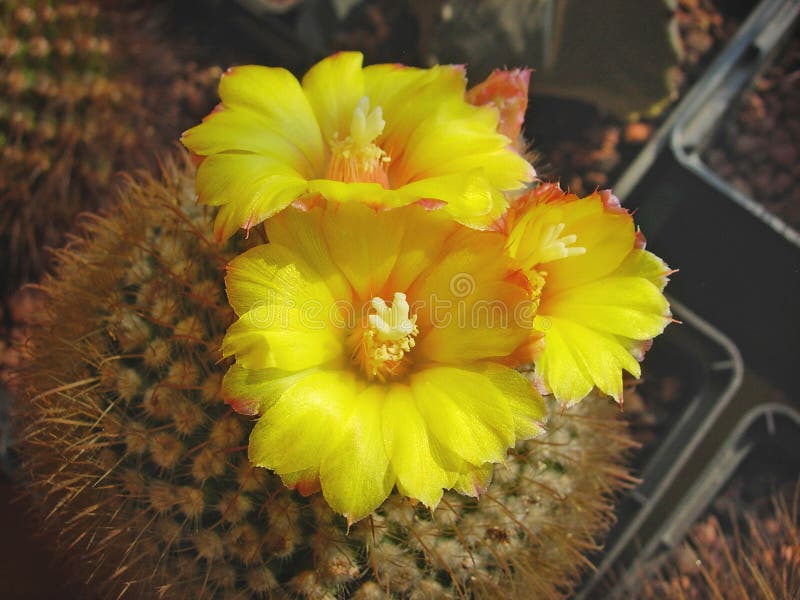 Old Specimen of Cactus Parodia Mutabilis Stock Image - Image of seeds ...