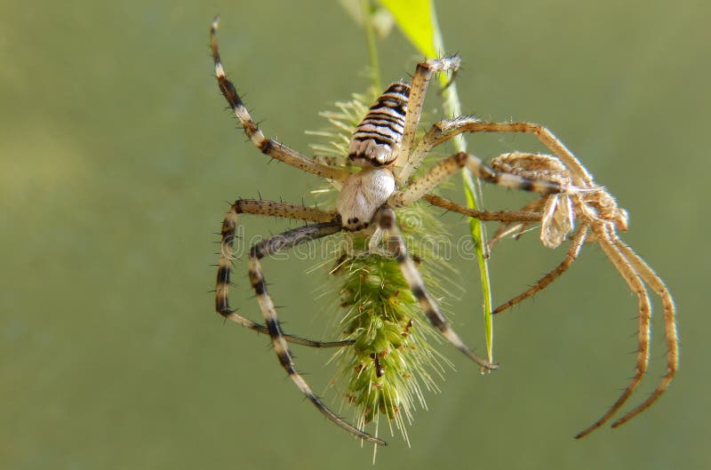 Old spider new spider stock photo. Image of wildlife - 43301290