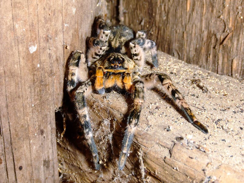 Old spider tarantula stock image. Image of insect, arthropod - 56665941
