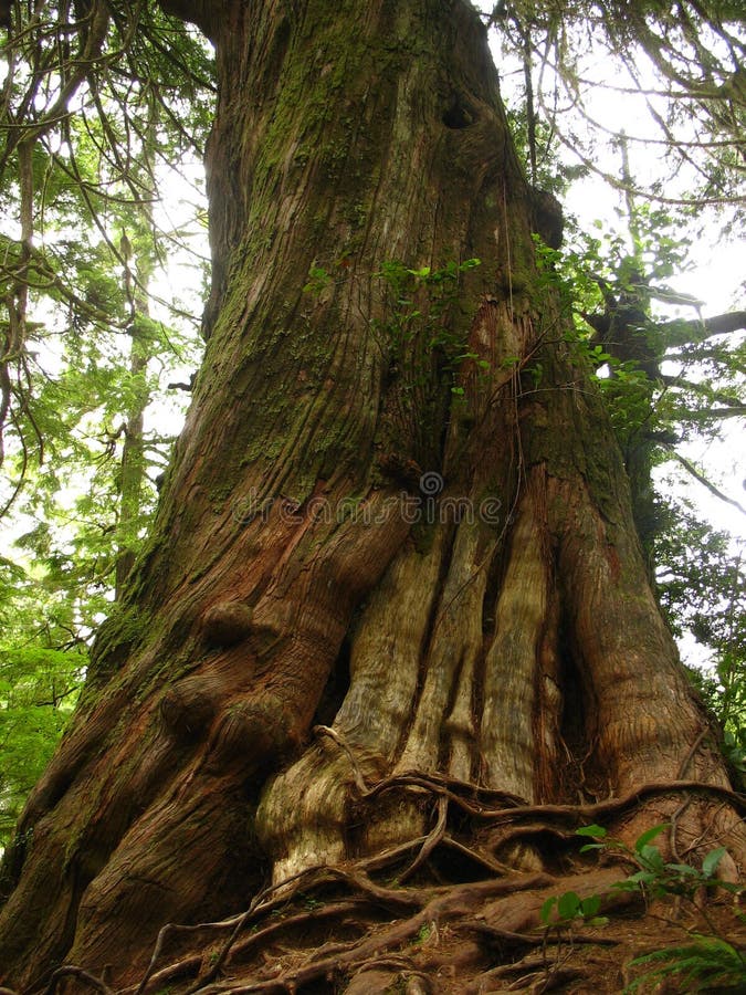 Old spiral tree stock photo. Image of ceder, ancient, great - 986794