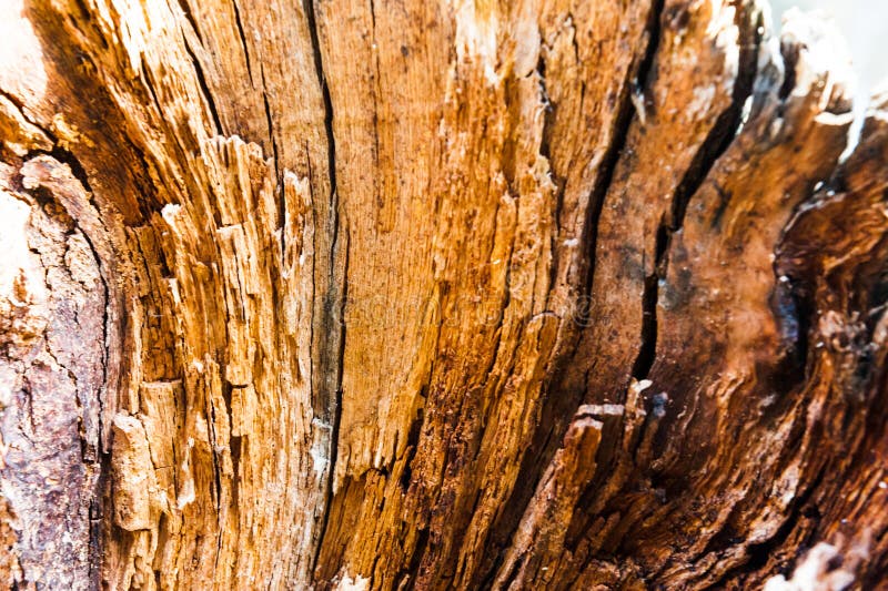 Old Split with an Ax Tree with Irregular Structure. Firewood ...