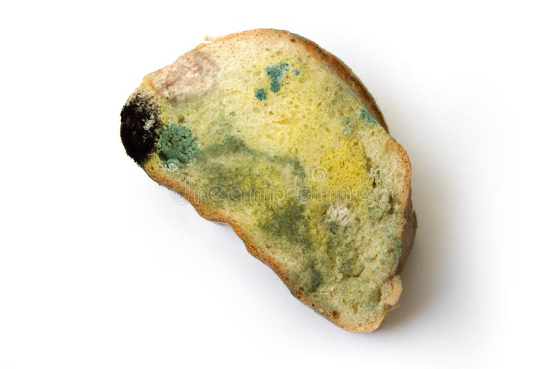 Rotten bread on table. stock photo. Image of decay, toxic - 85984106